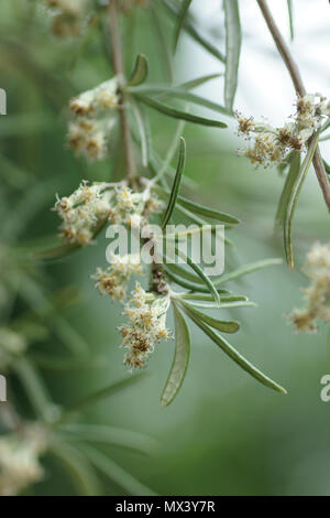 flowers of Olearia virgata var. lineata Stock Photo - Alamy