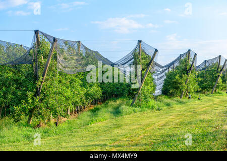 Apple orchards with Protection net against hail and elements Stock ...
