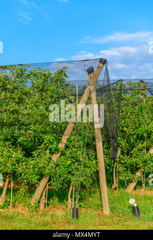 Apple orchards with Protection net against hail and elements Stock ...