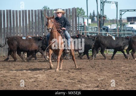 Cowboy steering cattle. Central Alberta Team Penning Association ...