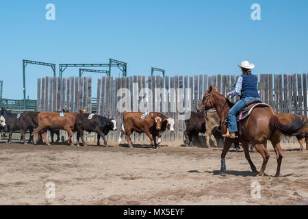 Team Penning event Stock Photo - Alamy