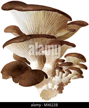 Austernseitling Pleurotus ostreatus Stock Photo - Alamy