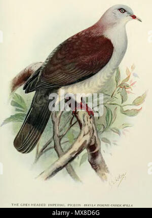 . English: Ducula badia insignis . 1913. H. Gronvold and E C Stuart ...