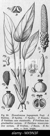 . English: Homalomena griffithi f. acuminata botanical drawing . 1912 ...