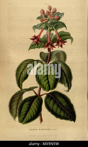 . Fuchsia sylvatica ( syn. Fuchsia nigricans) . 1849. Linden 230 ...