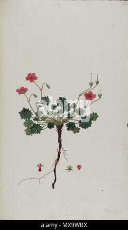 . Image from Flora Graeca, presumably by Ferdinand Bauer, depicting ...