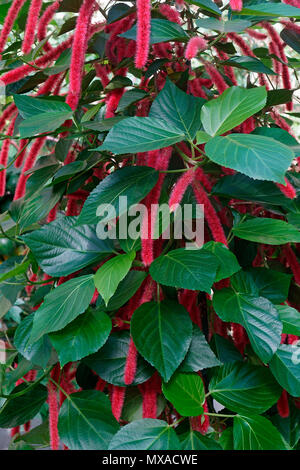 Acalypha hispida, the chenille plant,also known as the Philippines ...