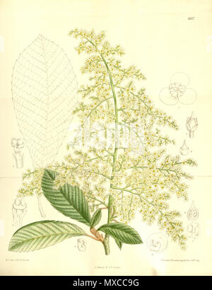 411 Meliosma cuneifolia 137-8357 Stock Photo - Alamy