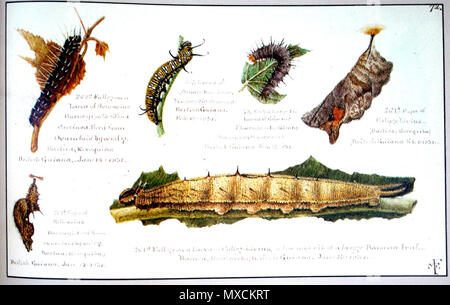 . English: Chrysalids and larvae of butterflies from British Guiana ...