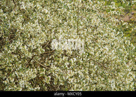 Chamaecytisus proliferus, tagasaste or tree lucerne, a common bush in ...