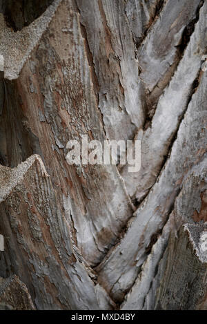 ouricury palm (Syagrus coronata Stock Photo - Alamy