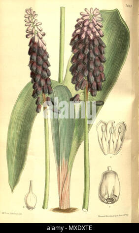 433 Muscari latifolium Stock Photo - Alamy