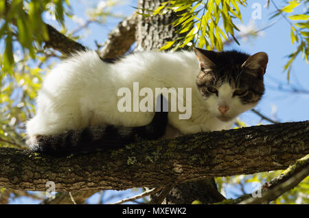 scared cat on a tree Stock Photo - Alamy