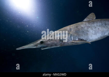Goblin Shark (Mitsukurina owstoni Stock Photo - Alamy