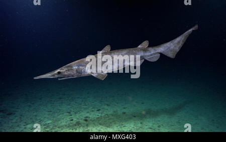 Goblin Shark (Mitsukurina owstoni Stock Photo - Alamy