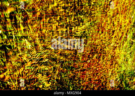Fern motif abstracts Stock Photo - Alamy
