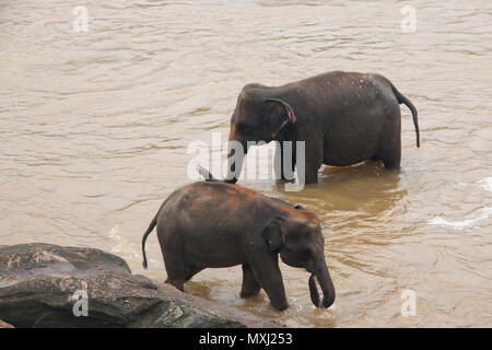 Elephants at the Pinnawala Elephant orphenage near Kandy in Sri Lanka ...