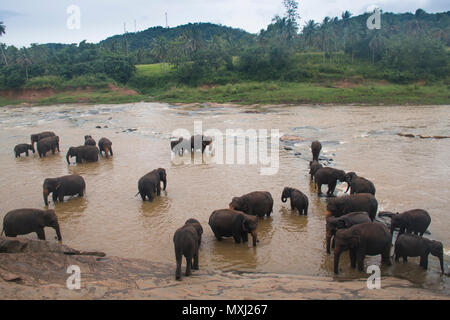 Elephants at the Pinnawala Elephant orphenage near Kandy in Sri Lanka ...