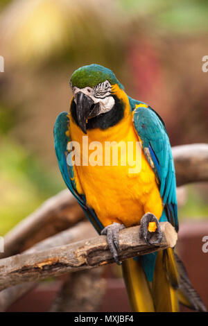 Macaw bird. Yellow in captivity. Scientific name: Ara ararauna Stock ...