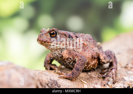 Common toad in mid spring in mid Wales Stock Photo - Alamy