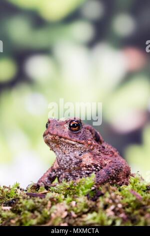 Common toad in mid spring in mid Wales Stock Photo - Alamy