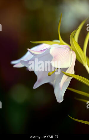 lilium mackliniae,Shirui,Siroi,lily,white,pink,species,lilies,naga form ...