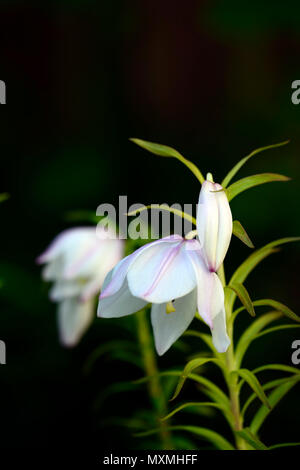 lilium mackliniae,Shirui,Siroi,lily,white,pink,species,lilies,flowers ...