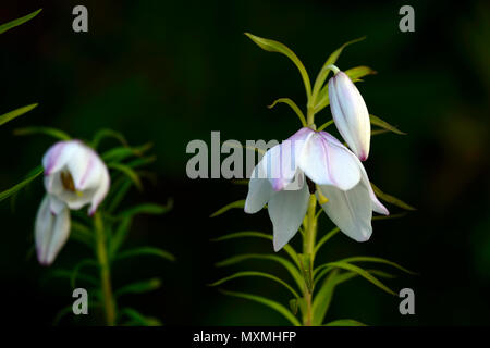 lilium mackliniae,Shirui,Siroi,lily,white,pink,species,lilies,flowers ...