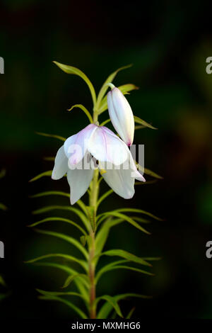 lilium mackliniae,Shirui,Siroi,lily,white,pink,species,lilies,flowers ...