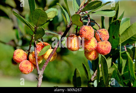 Sardinia,Italy: Strawberry Tree Stock Photo - Alamy