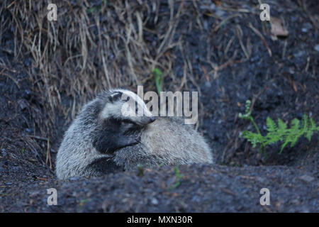Badger cub scratching in the Forest of Dean Stock Photo - Alamy