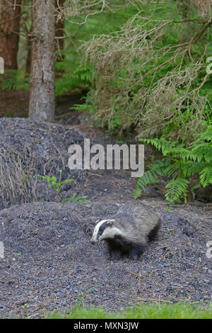 Adult Badger at its sett in the Forest of Dean Stock Photo - Alamy
