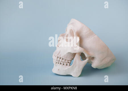Human skull on clear blue background. Open skull without lower jaw ...