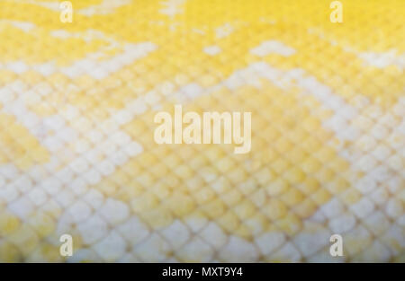 Golden Thai Python Stock Photo - Alamy