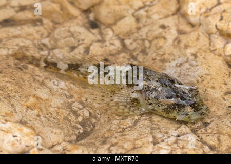 Long-spined sea scorpion (Taurulus bubalis) camouflaged on a rocky ...