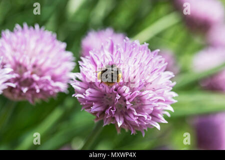 Bee pollinates allium flowers Stock Photo - Alamy