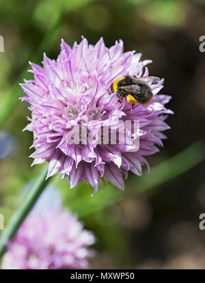 Bee pollinates allium flowers Stock Photo - Alamy