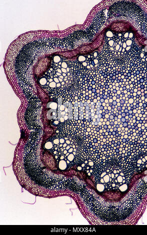 cross section of a stem of a dikotyle plant Stock Photo - Alamy
