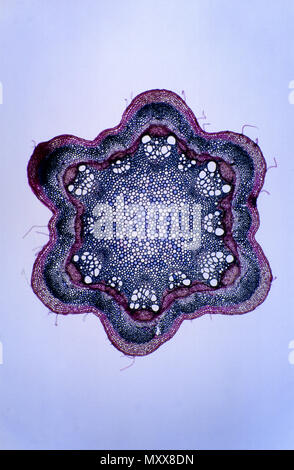 cross section of a stem of a dikotyle plant Stock Photo - Alamy