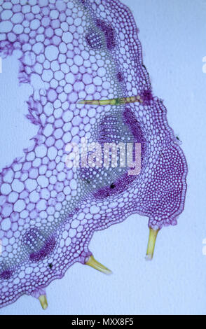 cross section of a stem of a dikotyle plant Stock Photo - Alamy