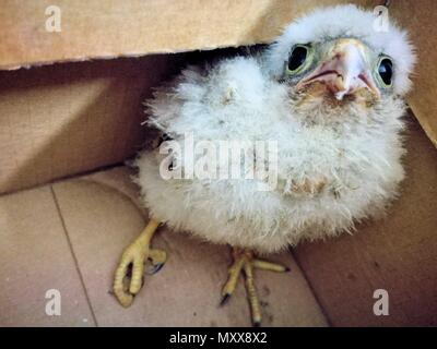 a puppy of hawk in cardboard box Stock Photo - Alamy