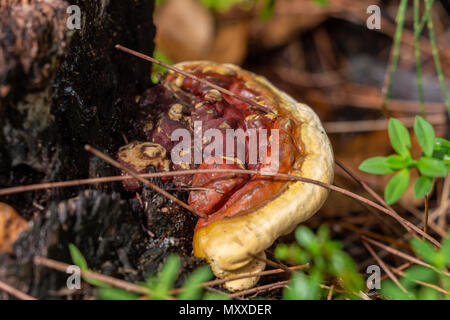 Red orange fungus growing from tree root by lake water - Wolf Lake Park ...