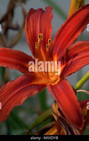 day lilly Hemerocallis macro Stock Photo - Alamy