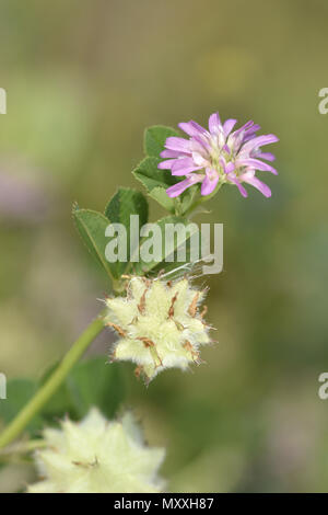 Reversed clover flower (Trifolium resupinatum) isolated on white ...