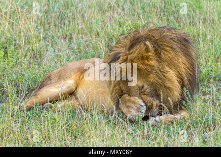 Male Lion hiding in the grass, Mikumi National Park, Tanzania Stock ...