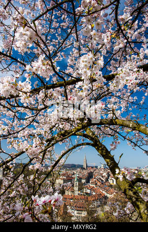 city of Bern during Cherry blossom in spring Stock Photo - Alamy