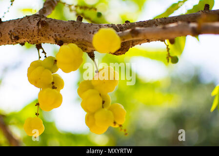 Otaheite gooseberry, country gooseberry, star , damsel, grosella ...