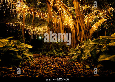 Festive Illuminated trees - Brisbane, Queensland, Australia Stock Photo ...