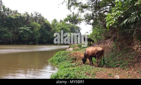 Aruvikkara Dam in Karamana river at Kerala Trivandrum, one of the major ...
