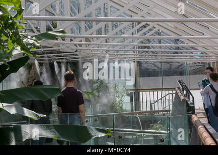 The interior of the Tropical Ravine in Botanic Gardens, Belfast ...